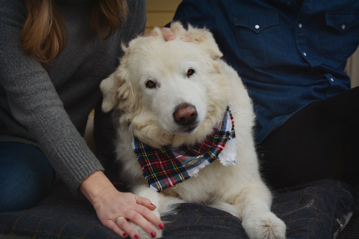 Hadley, Sam and Roscoe – Emily Persic,photographer(Raincliffs Photography)